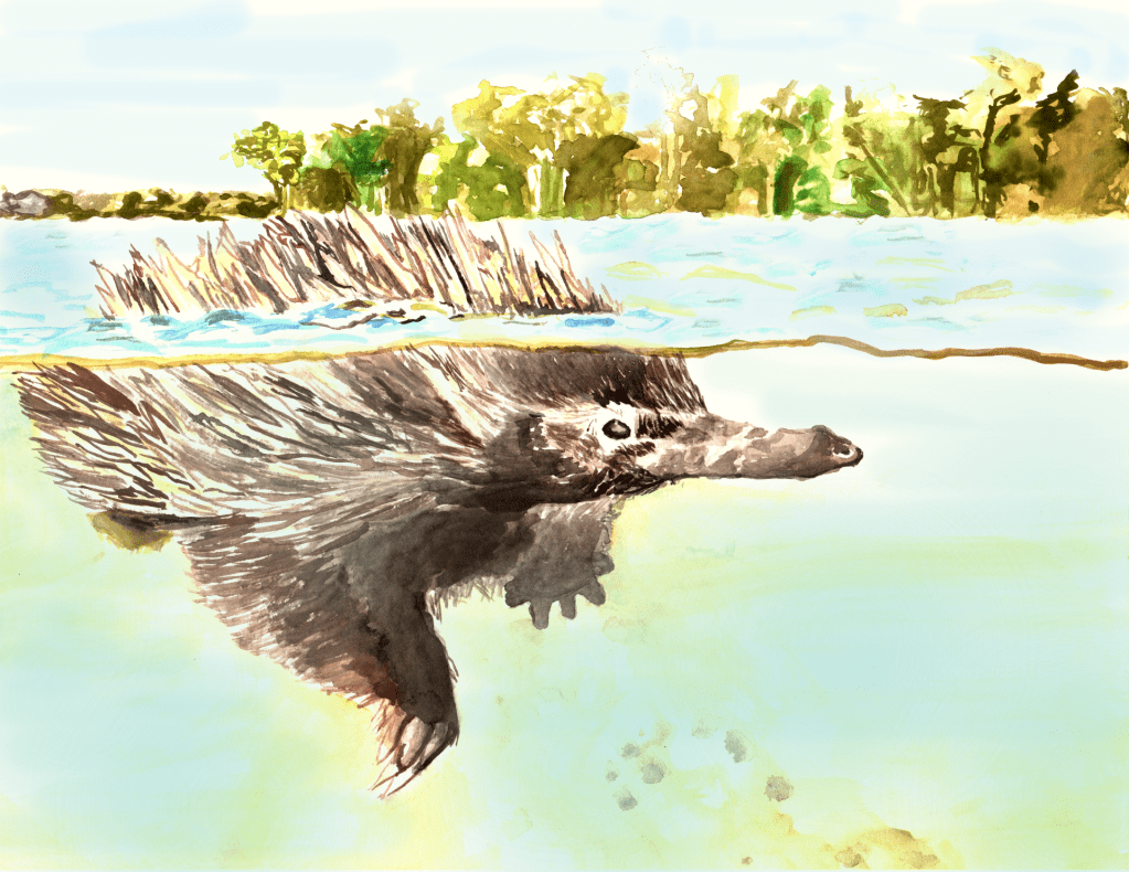 El Equidna (The Echidna) – Bilingual Short Stories